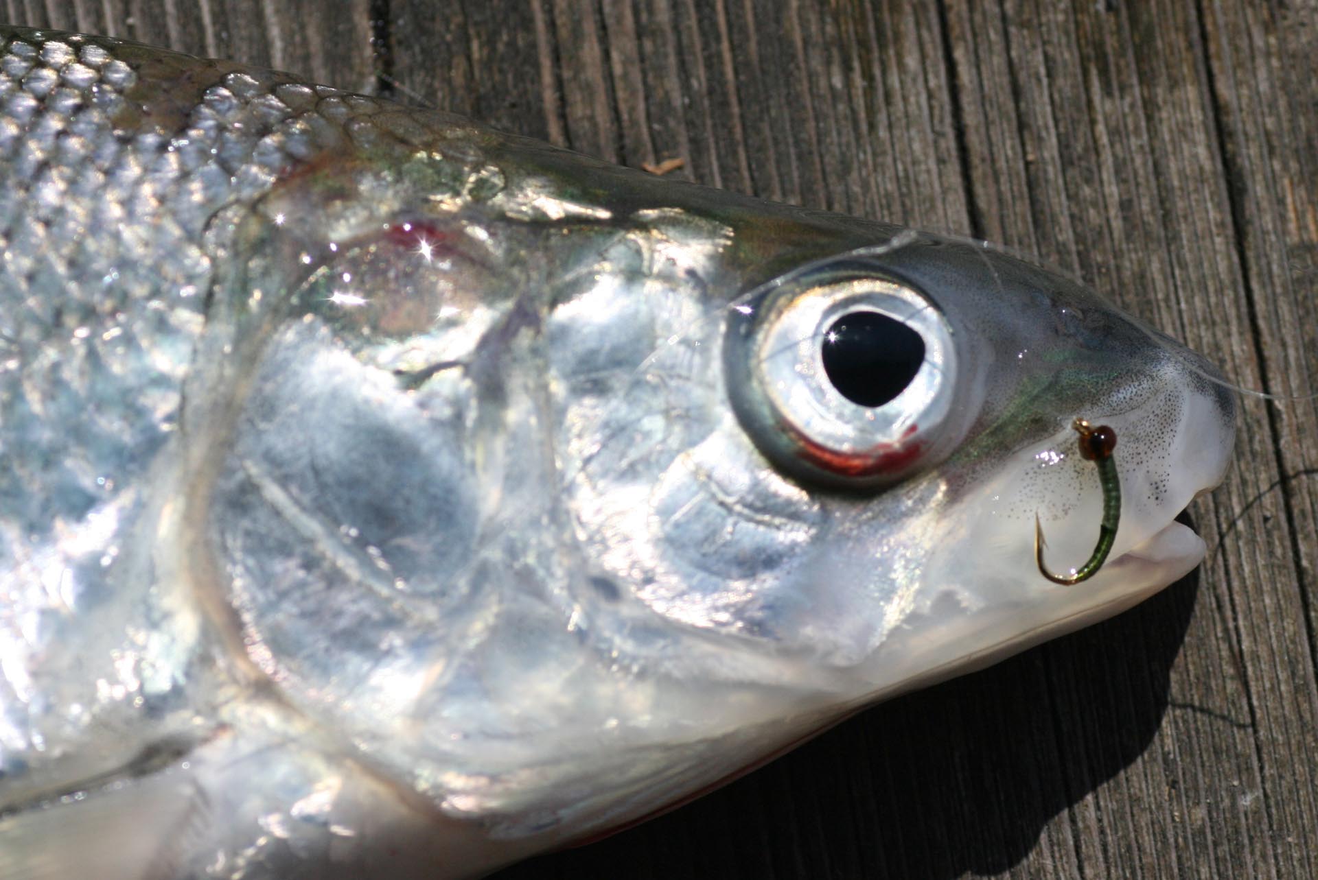 Hegene | handgemachte Hegenen & Nymphen vom Profi