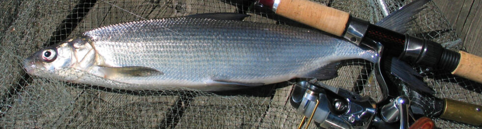 Hegene | handgemachte Hegenen & Nymphen vom Profi