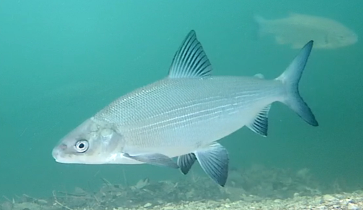 Hegene | handgemachte Hegenen & Nymphen vom Profi