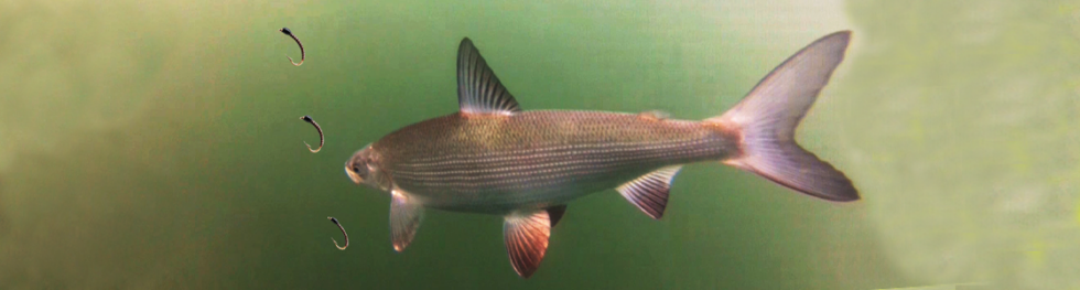 Renkenfischen Info’s | Hegene | handgemachte Hegenen & Nymphen vom Profi