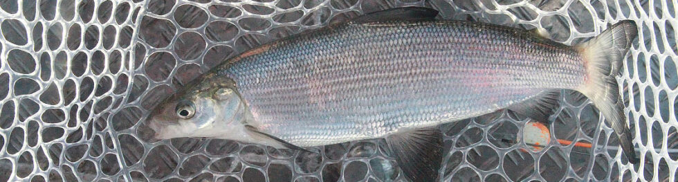 Renkenfischen Info’s | Hegene | handgemachte Hegenen & Nymphen vom Profi