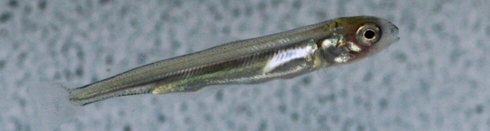 Renkenfischen Info’s | Hegene | handgemachte Hegenen & Nymphen vom Profi