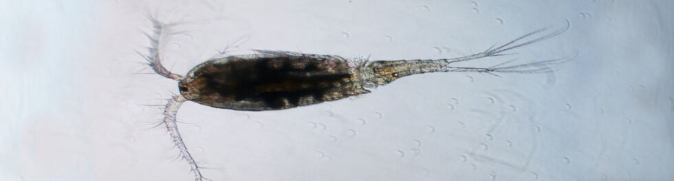 Hegene | handgemachte Hegenen & Nymphen vom Profi