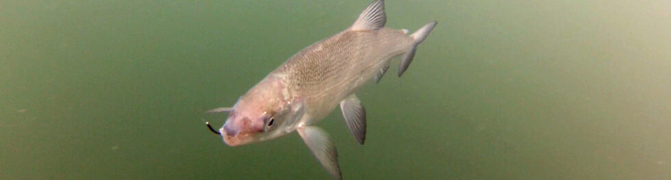 Hegene | handgemachte Hegenen & Nymphen vom Profi