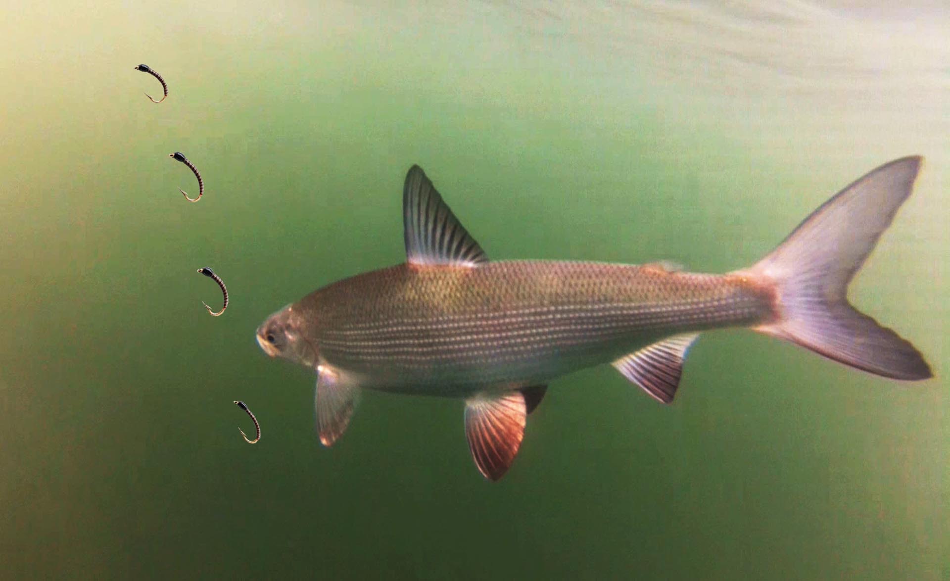Hegene | handgemachte Hegenen & Nymphen vom Profi